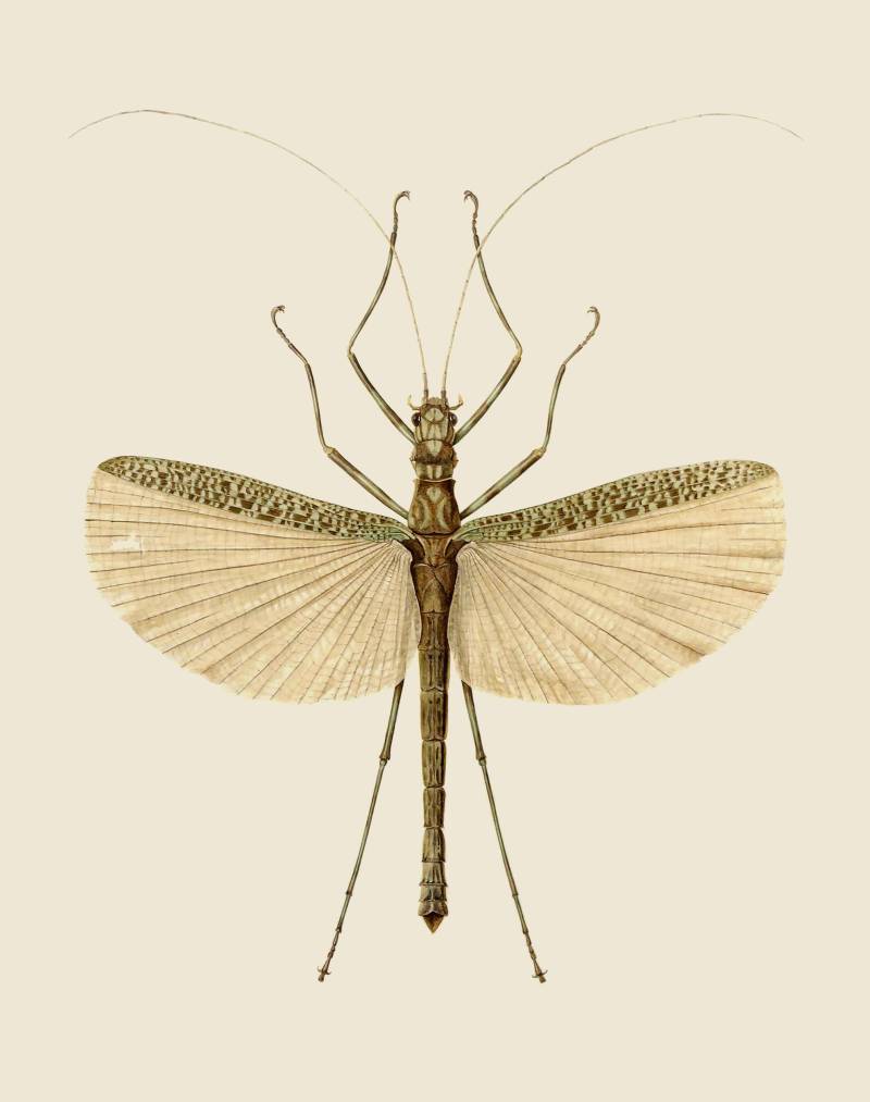 Entomological | Brigid Edwards